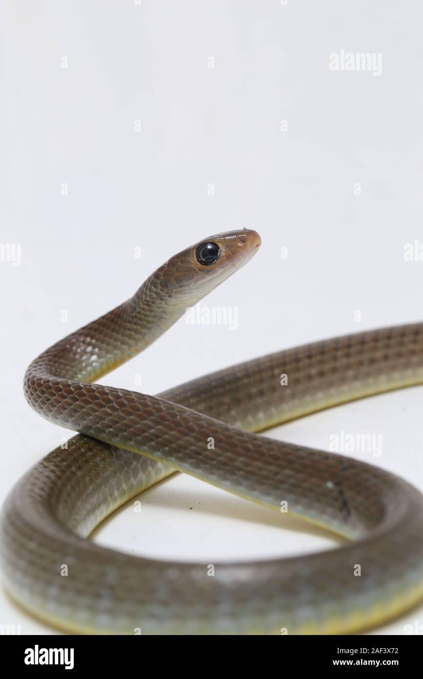 Ptyas korros, commonly known as the Chinese ratsnake or Indo-Chinese ...