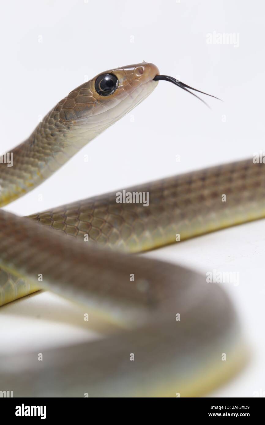Ptyas korros, commonly known as the Chinese ratsnake or Indo-Chinese ...