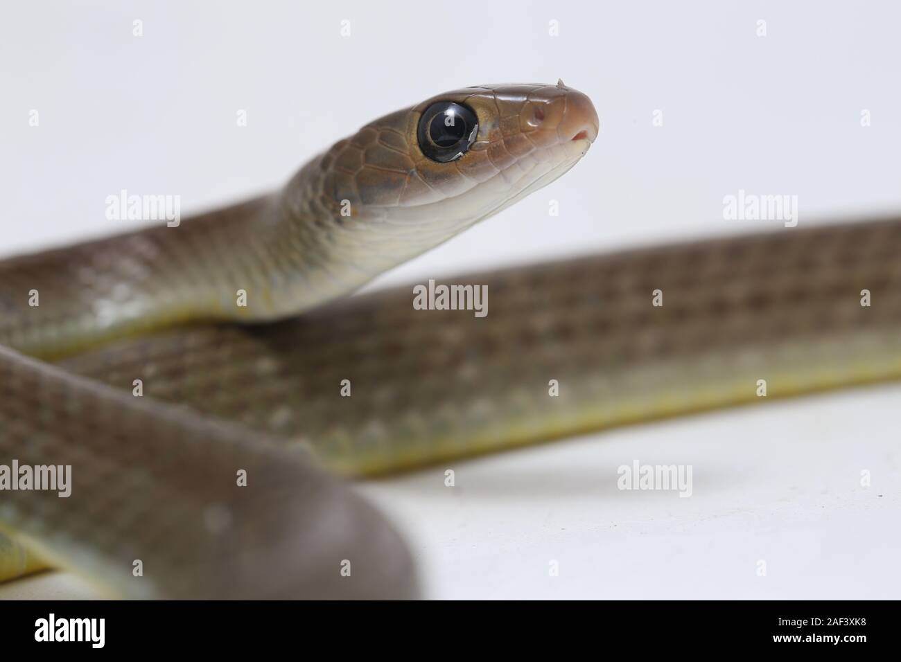 Ptyas korros, commonly known as the Chinese ratsnake or Indo-Chinese ...