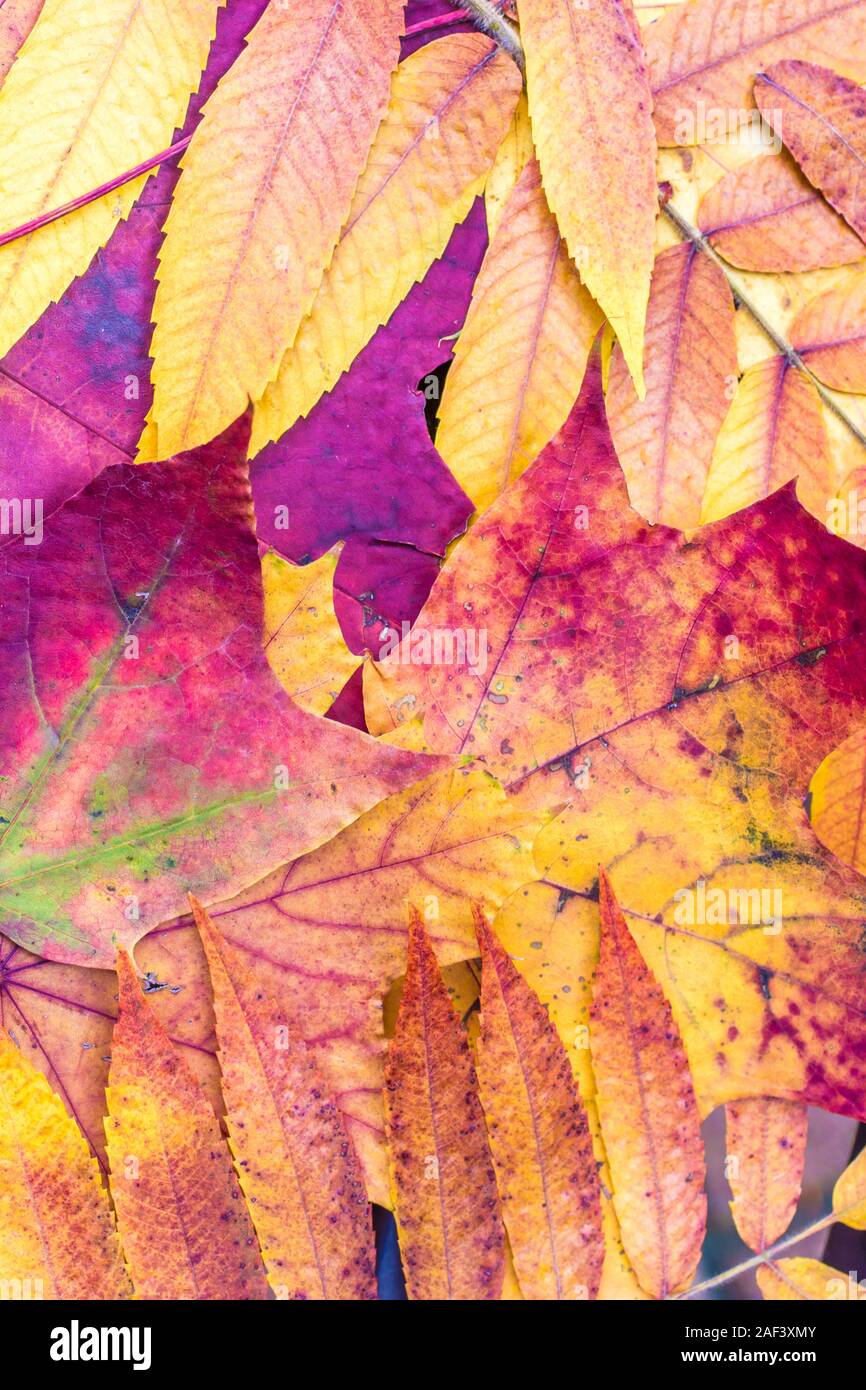 Beautiful autumn colors from fallen leaves Stock Photo - Alamy