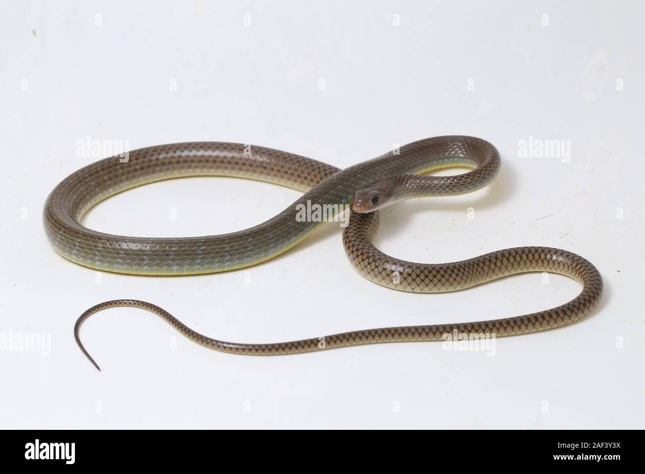 Ptyas korros, commonly known as the Chinese ratsnake or Indo-Chinese ...