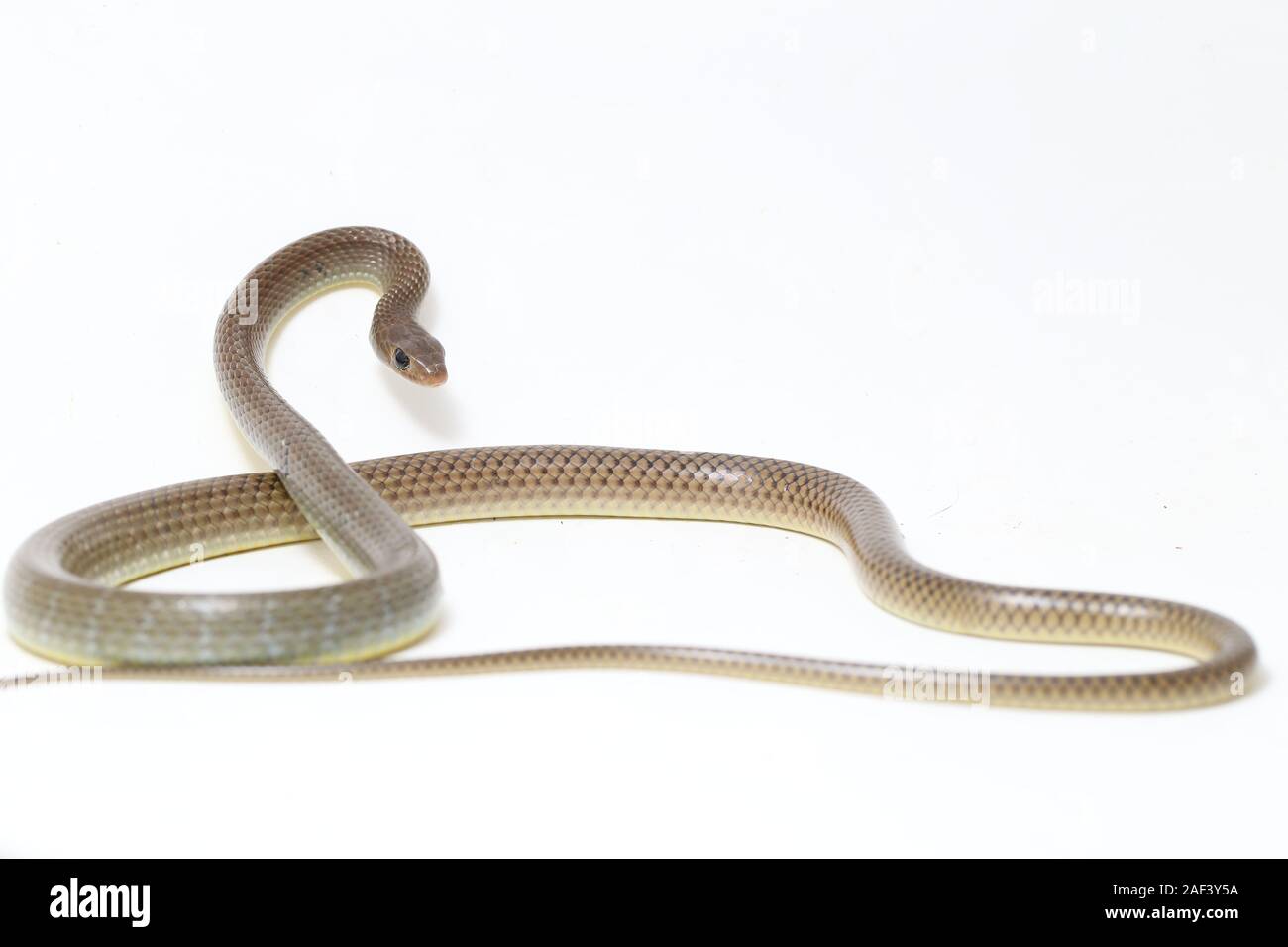 Ptyas korros, commonly known as the Chinese ratsnake or Indo-Chinese ...