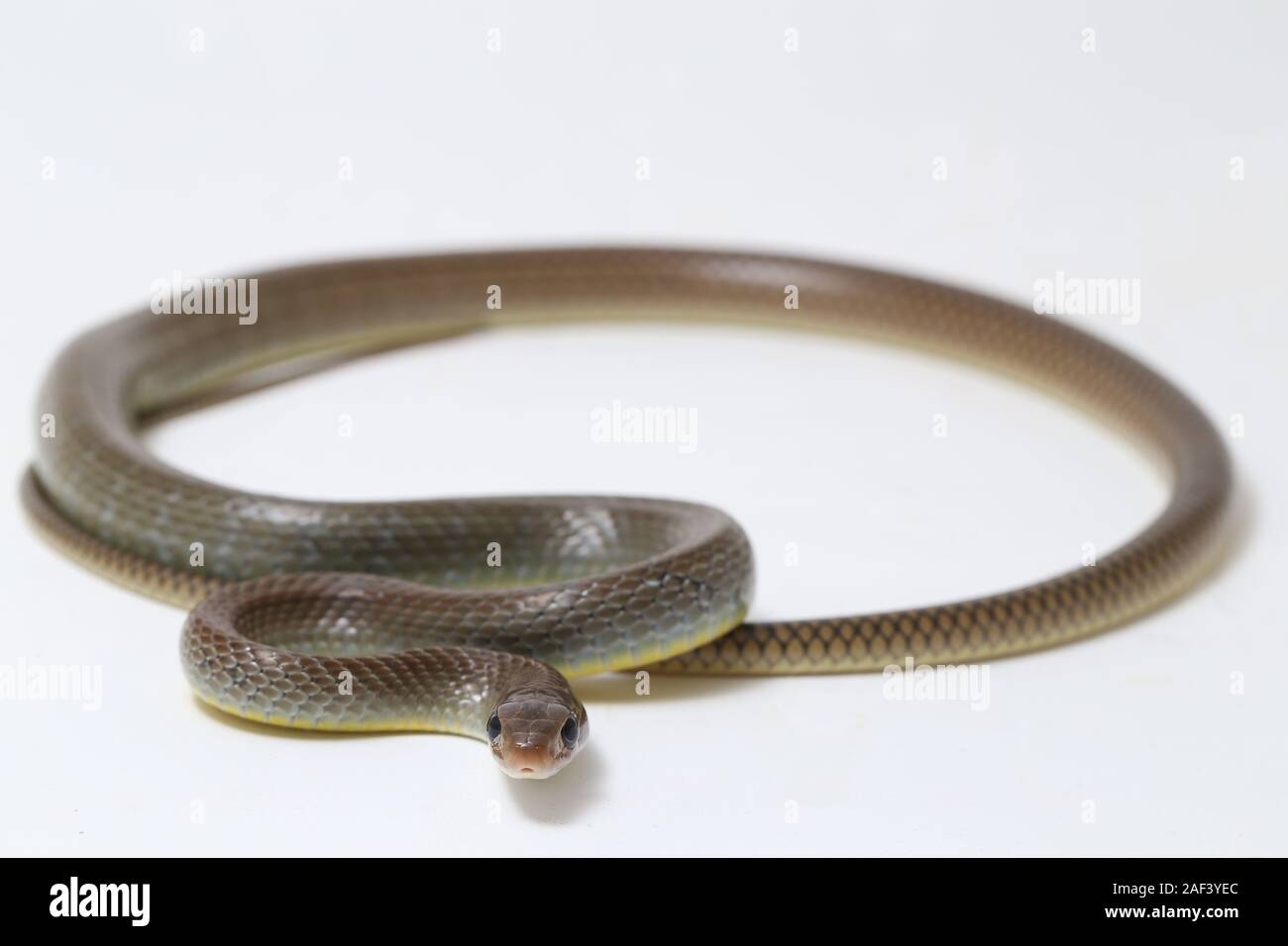 Ptyas korros, commonly known as the Chinese ratsnake or Indo-Chinese ...