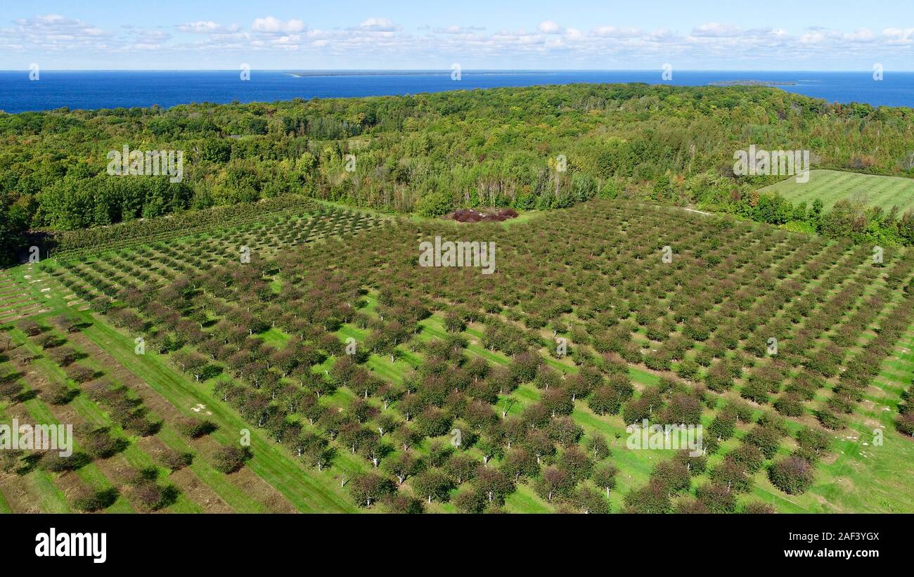 Aerial view of apple and cherry orchards at Lautenbach’s Orchard ...