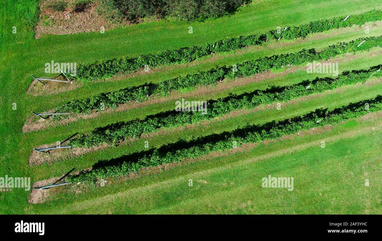Aerial view of apple and cherry orchards at Lautenbach’s Orchard ...
