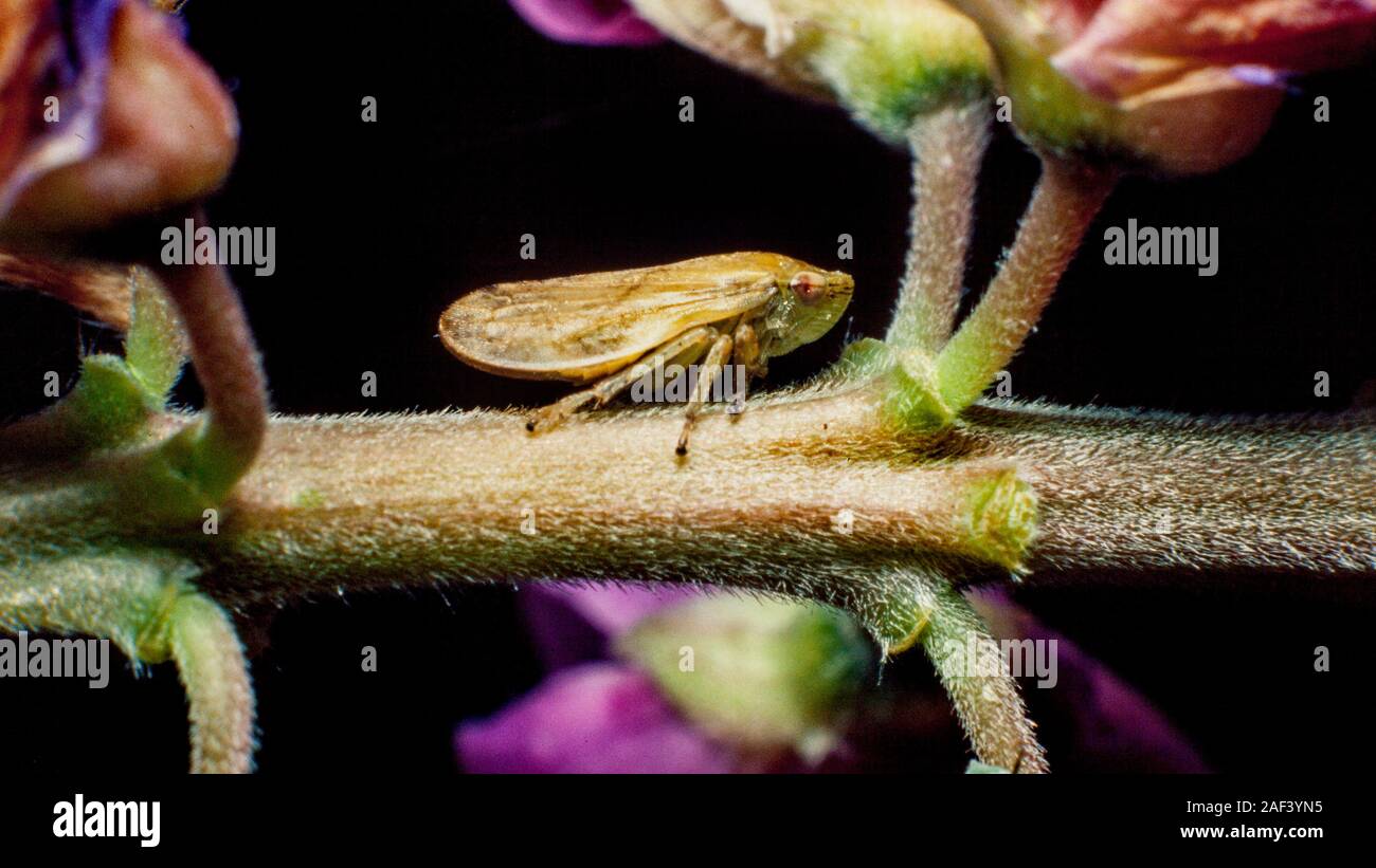 meadow froghopper or meadow spittlebug, Philaenus spumarius Stock Photo ...