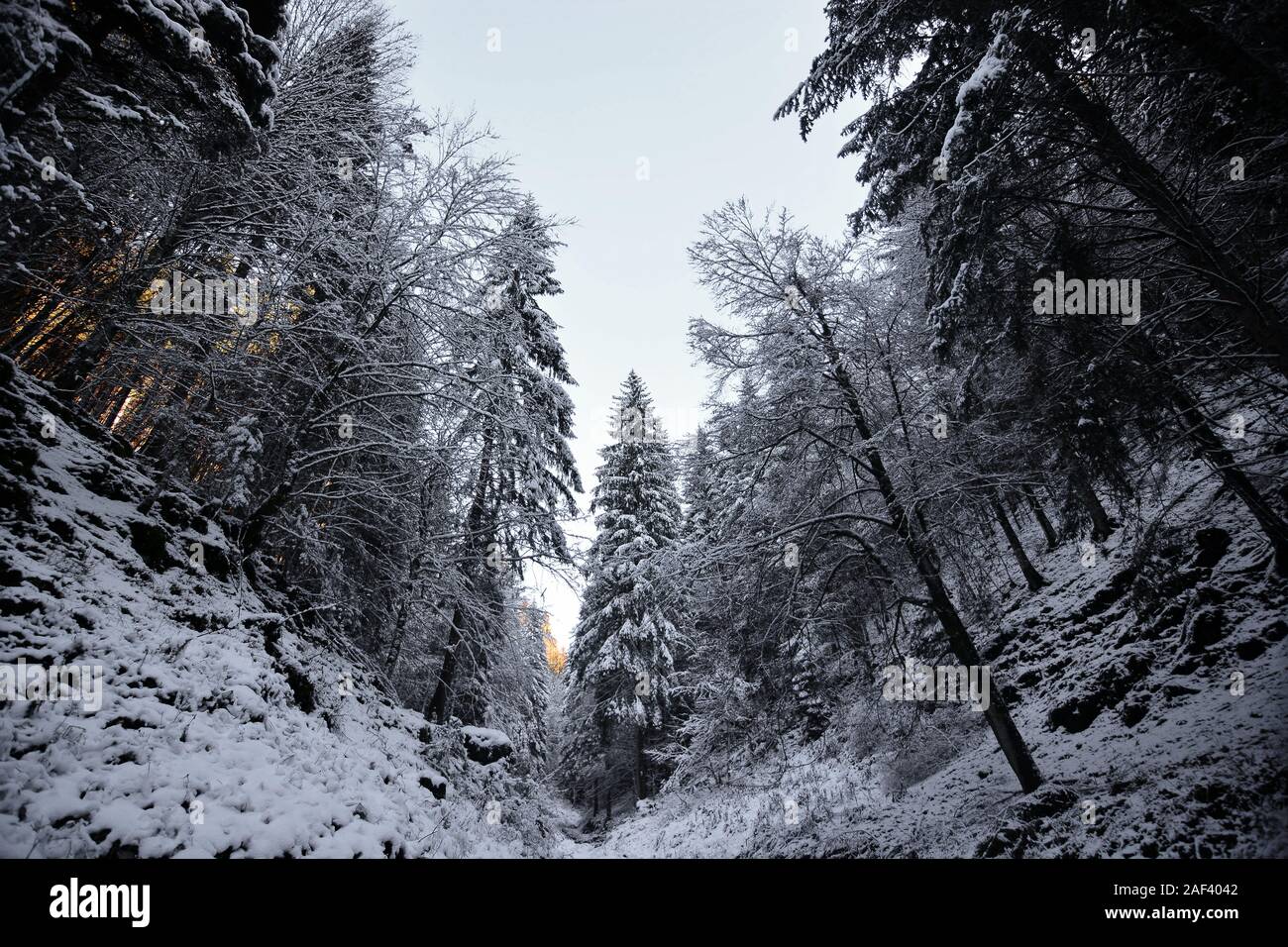the great snow-covered forests Stock Photo - Alamy