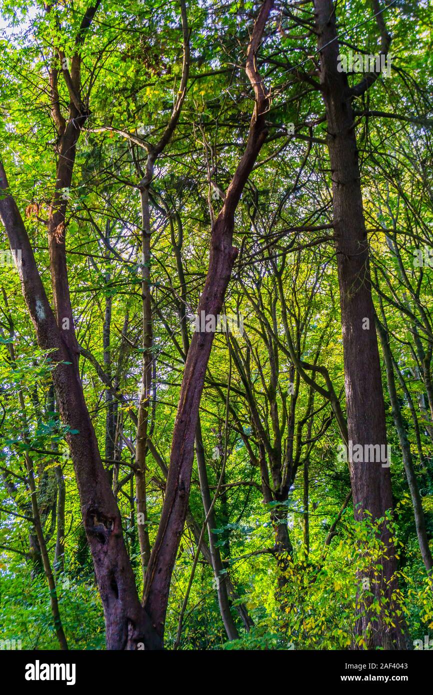 Long tall trees in the Pacific Northwest Stock Photo - Alamy