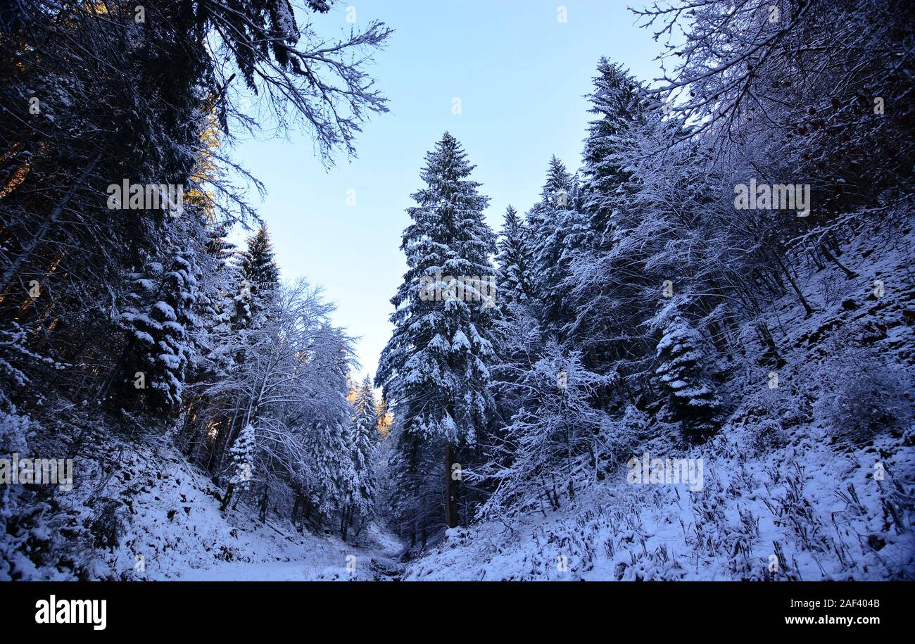 the beautiful forest After the big snowfall Stock Photo - Alamy