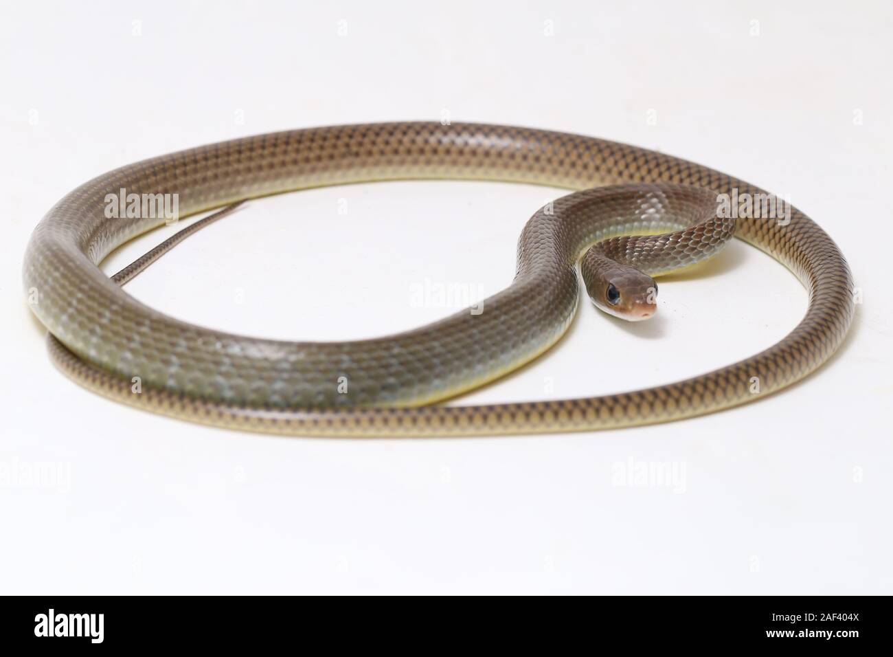 Ptyas korros, commonly known as the Chinese ratsnake or Indo-Chinese ...