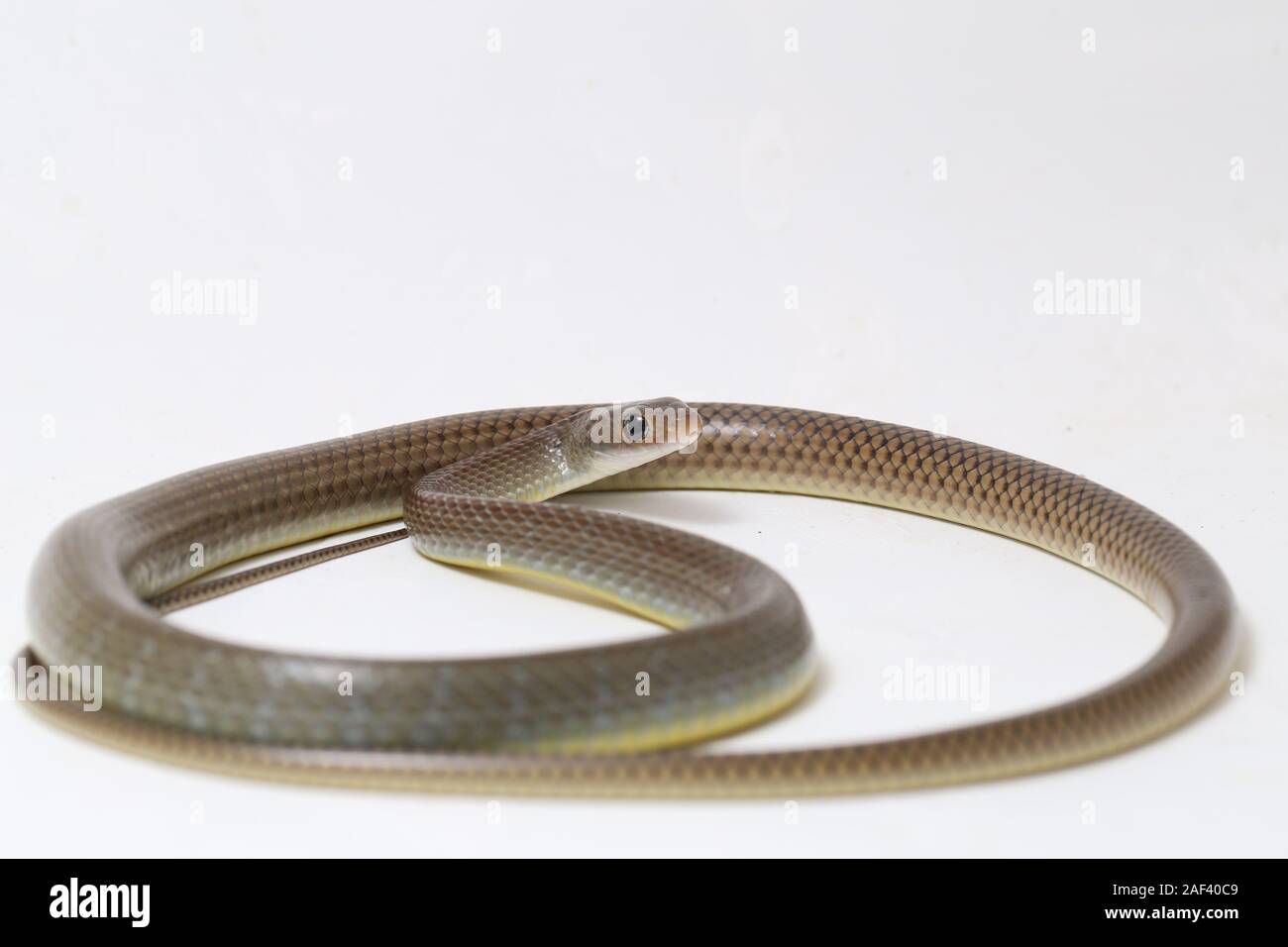 Ptyas korros, commonly known as the Chinese ratsnake or Indo-Chinese ...