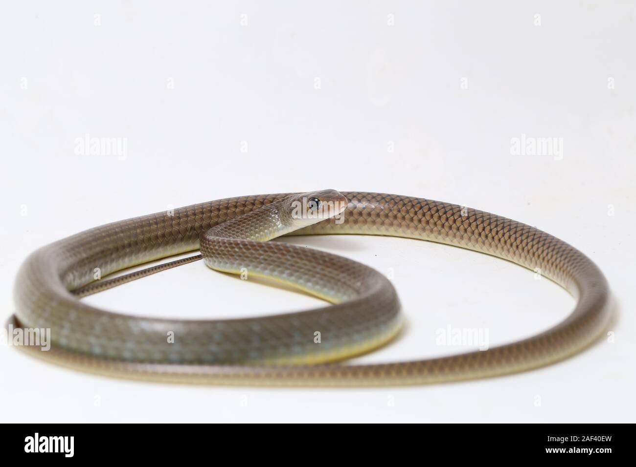 Ptyas korros, commonly known as the Chinese ratsnake or Indo-Chinese ...