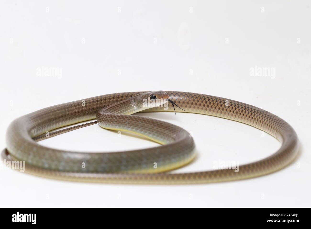 Ptyas korros, commonly known as the Chinese ratsnake or Indo-Chinese ...
