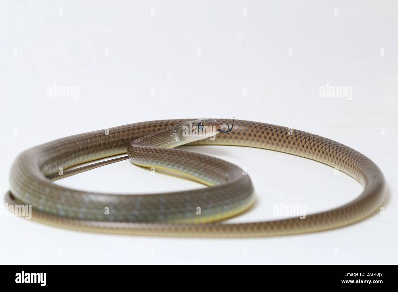 Ptyas korros, commonly known as the Chinese ratsnake or Indo-Chinese ...