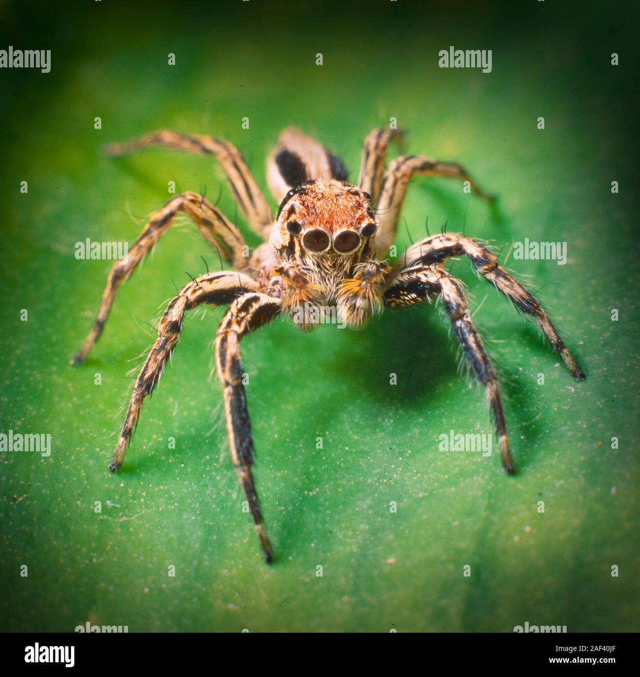 Jumping spider, Plexippus sp. Malaysia Stock Photo - Alamy