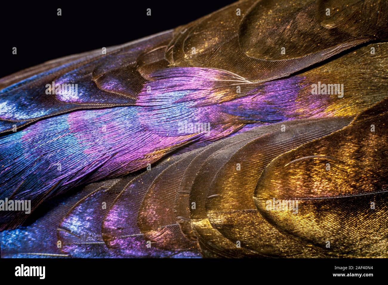 Bird feather iridescence Stock Photo - Alamy