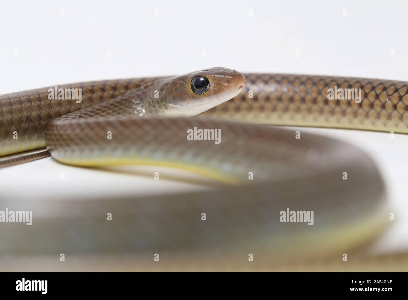 Ptyas korros, commonly known as the Chinese ratsnake or Indo-Chinese ...