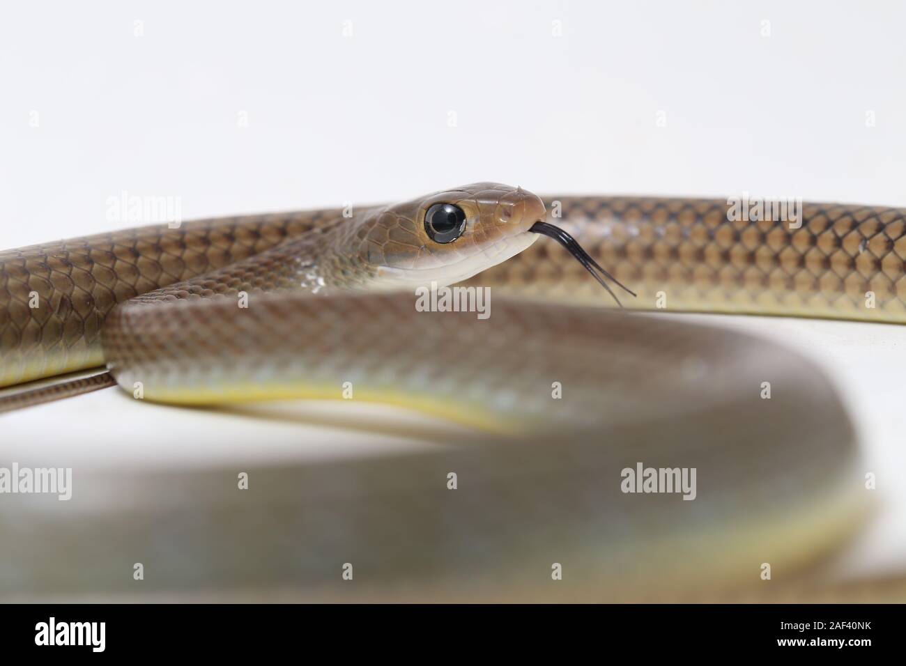 Ptyas korros, commonly known as the Chinese ratsnake or Indo-Chinese ...