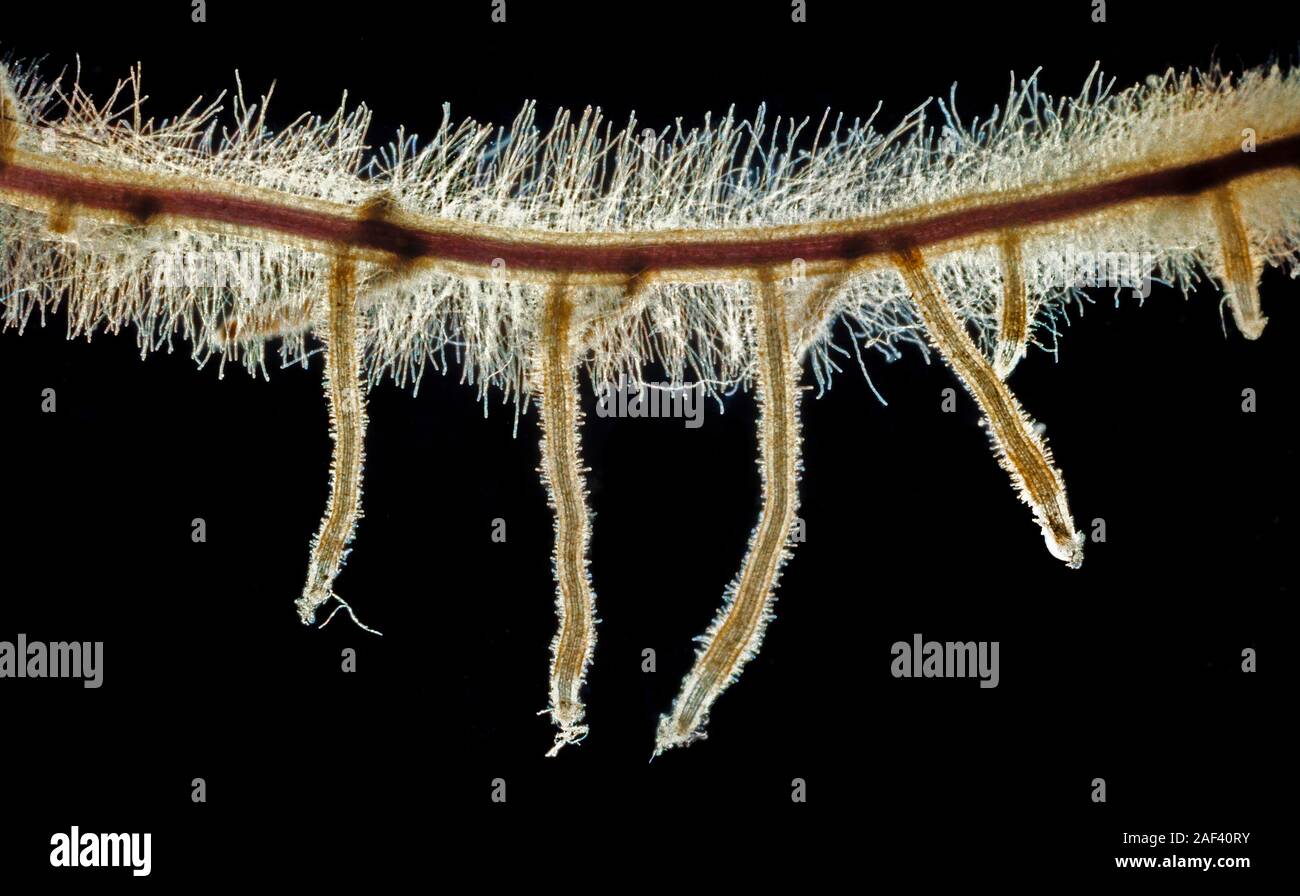 Plant roots, lateral growth, black background Stock Photo - Alamy