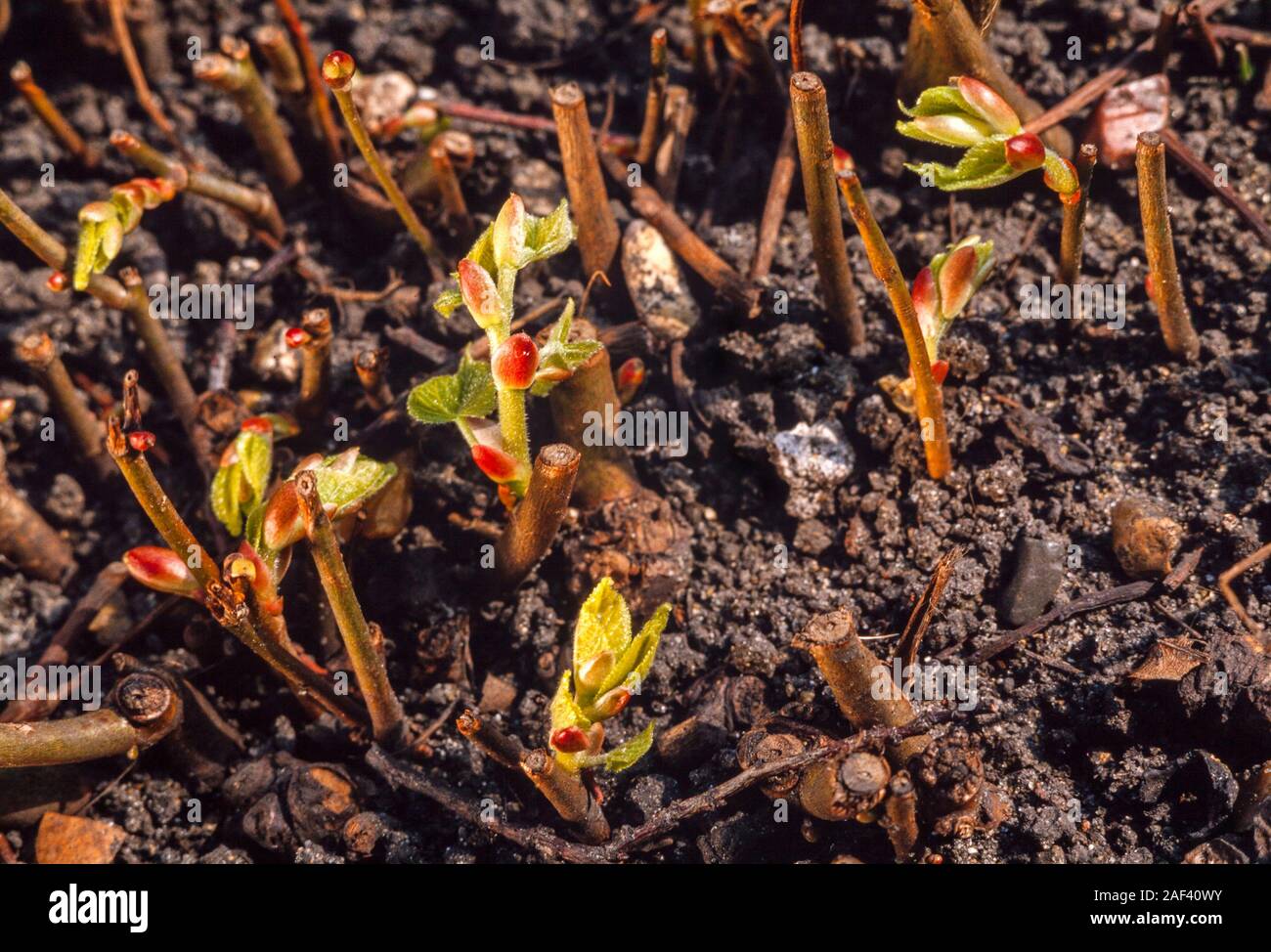 Tree roots sprouting hi-res stock photography and images - Alamy