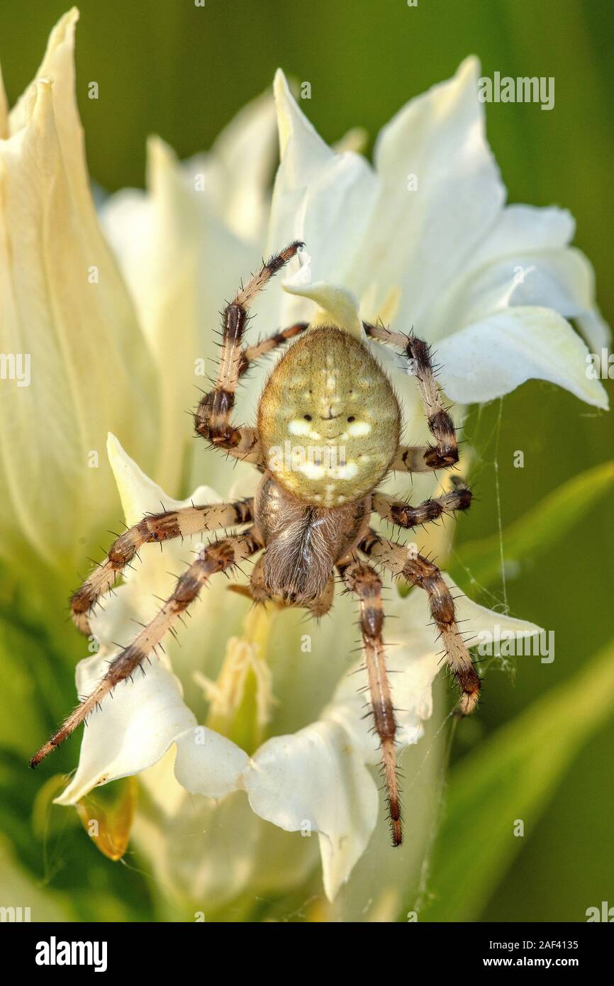 Radnetzspinne (Araneoidea) orb-weaver (spider) • Baden-Wuerttemberg ...