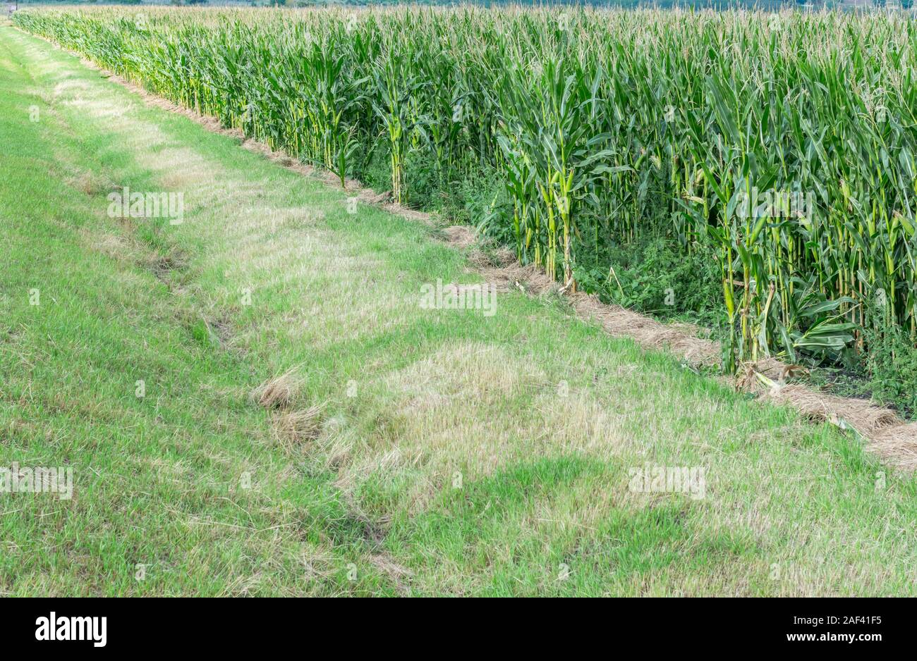 Corn field with irrigation ditch Stock Photo - Alamy