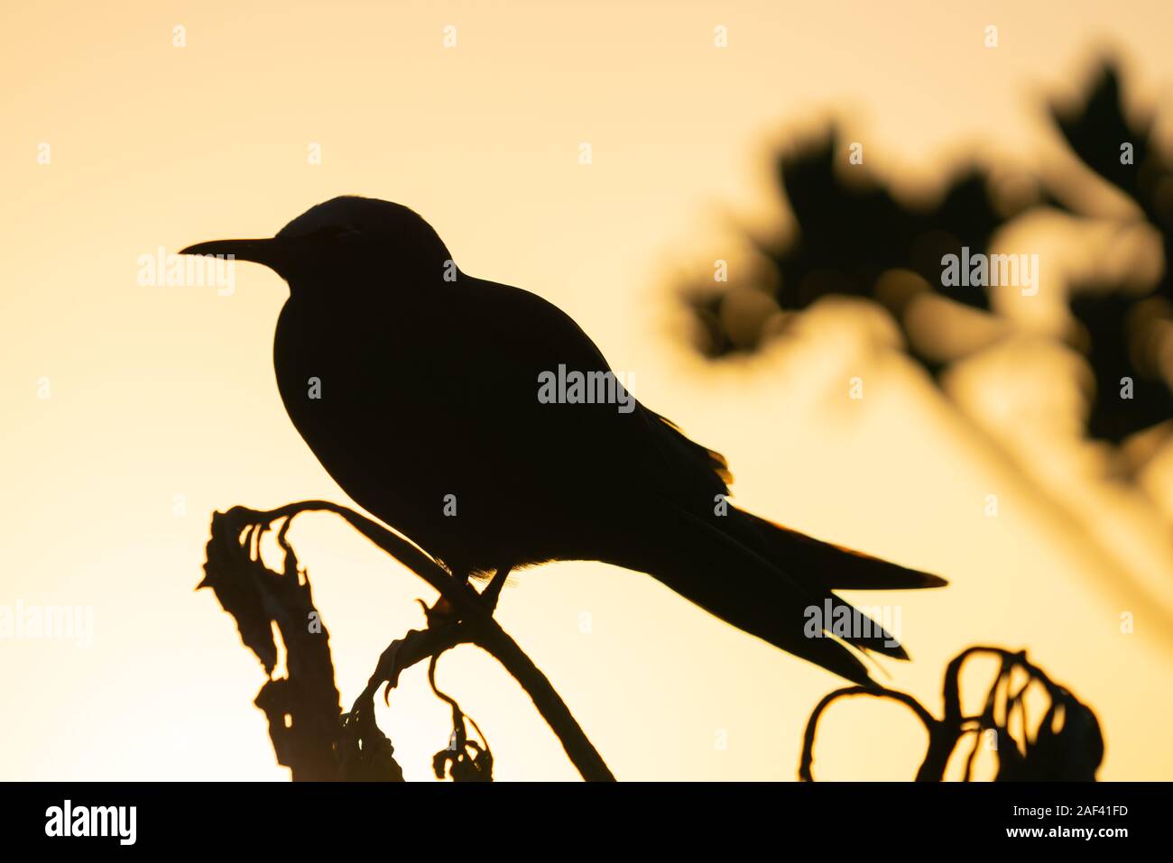 Golden glow of sunset behind silhouette noddy bird in tree Stock Photo ...
