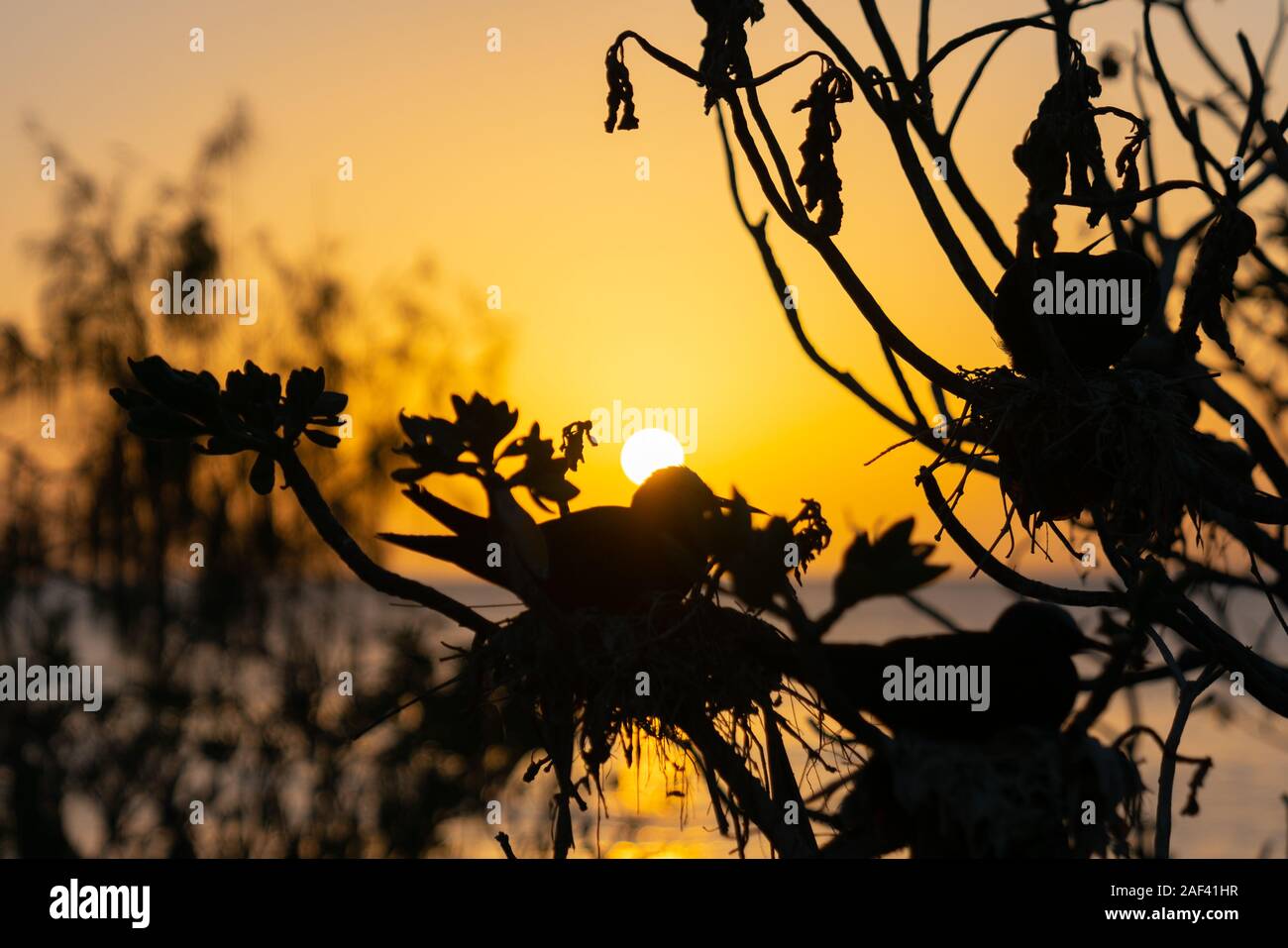 Golden glow of sunset behind silhouette noddy bird in tree Stock Photo ...