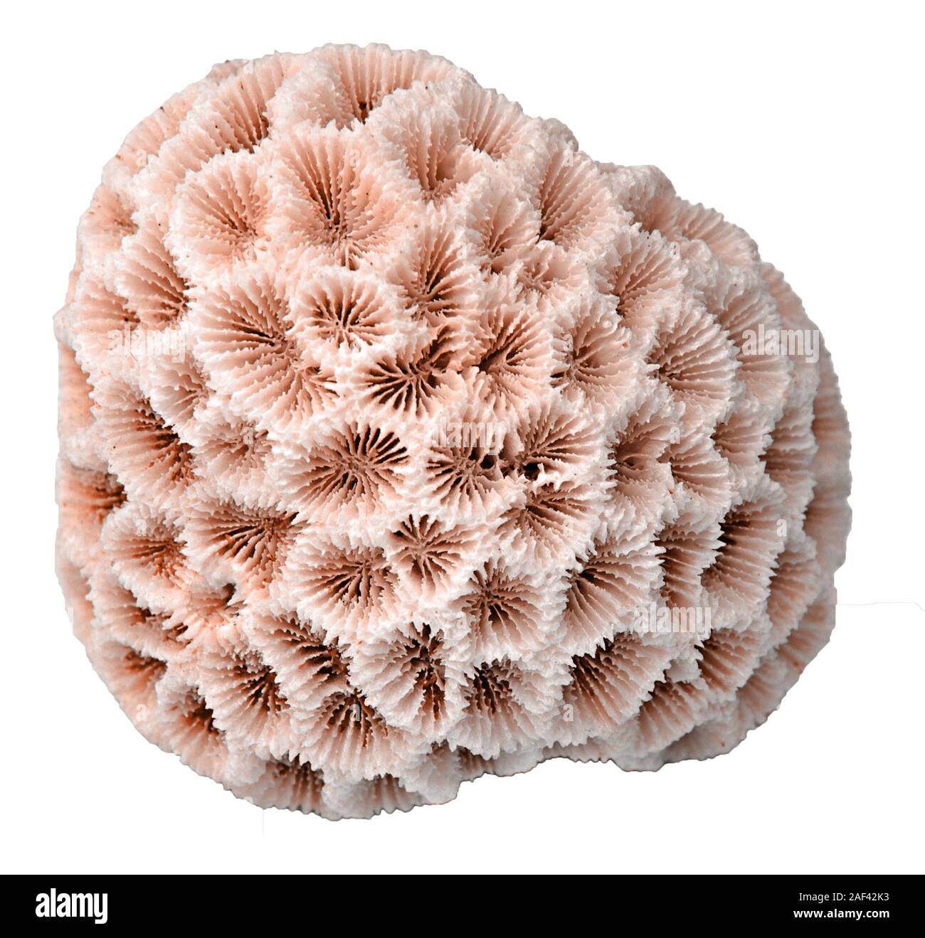 coral isolated on white background Stock Photo - Alamy