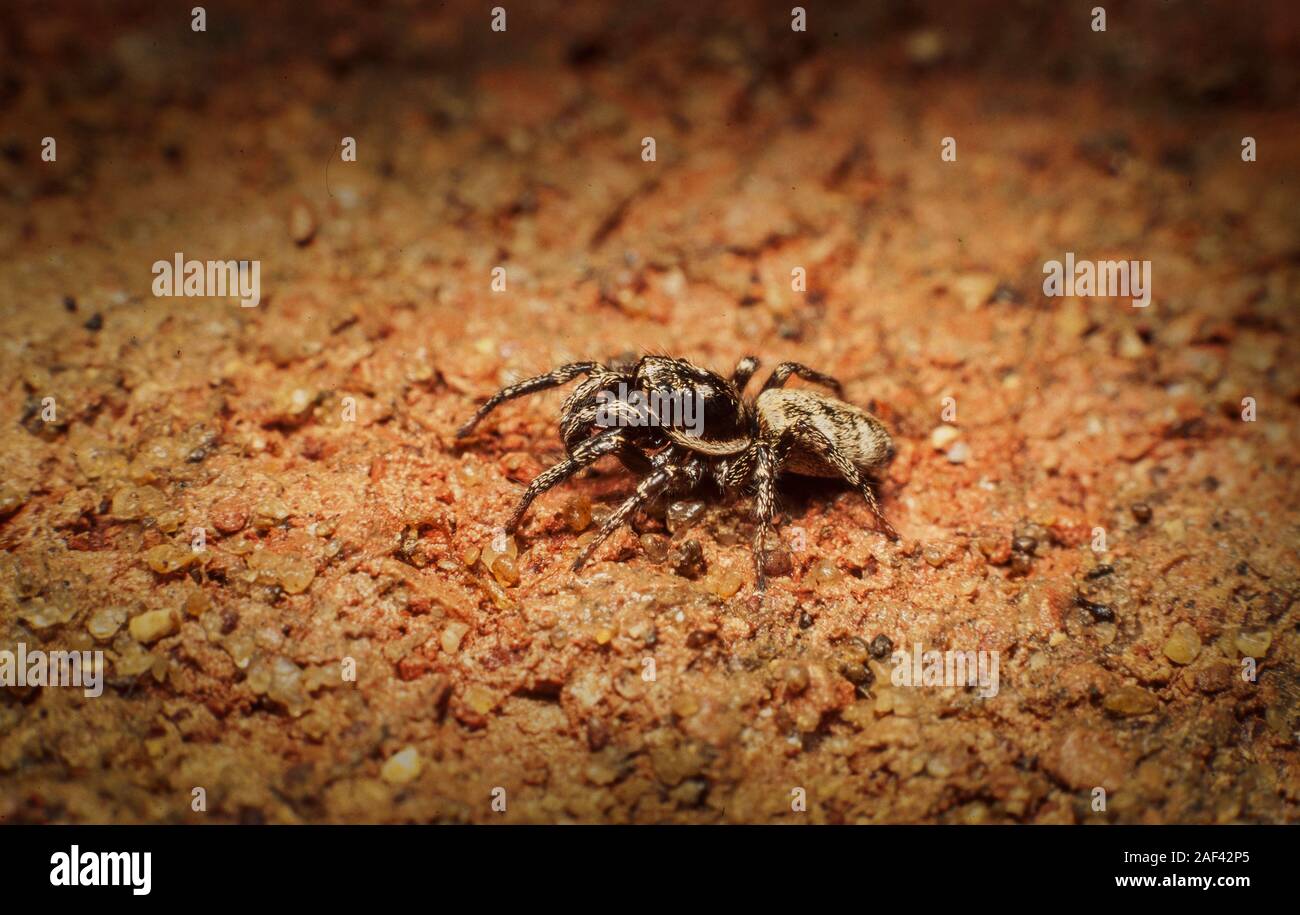 Zebra back spider hi-res stock photography and images - Alamy