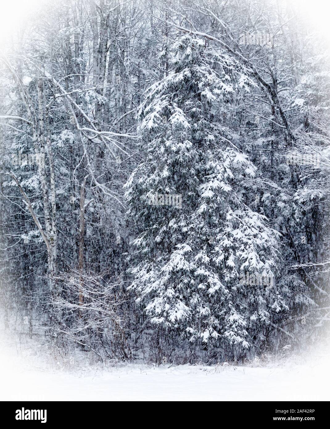 Snow covered trees with decorative white vignette Stock Photo - Alamy
