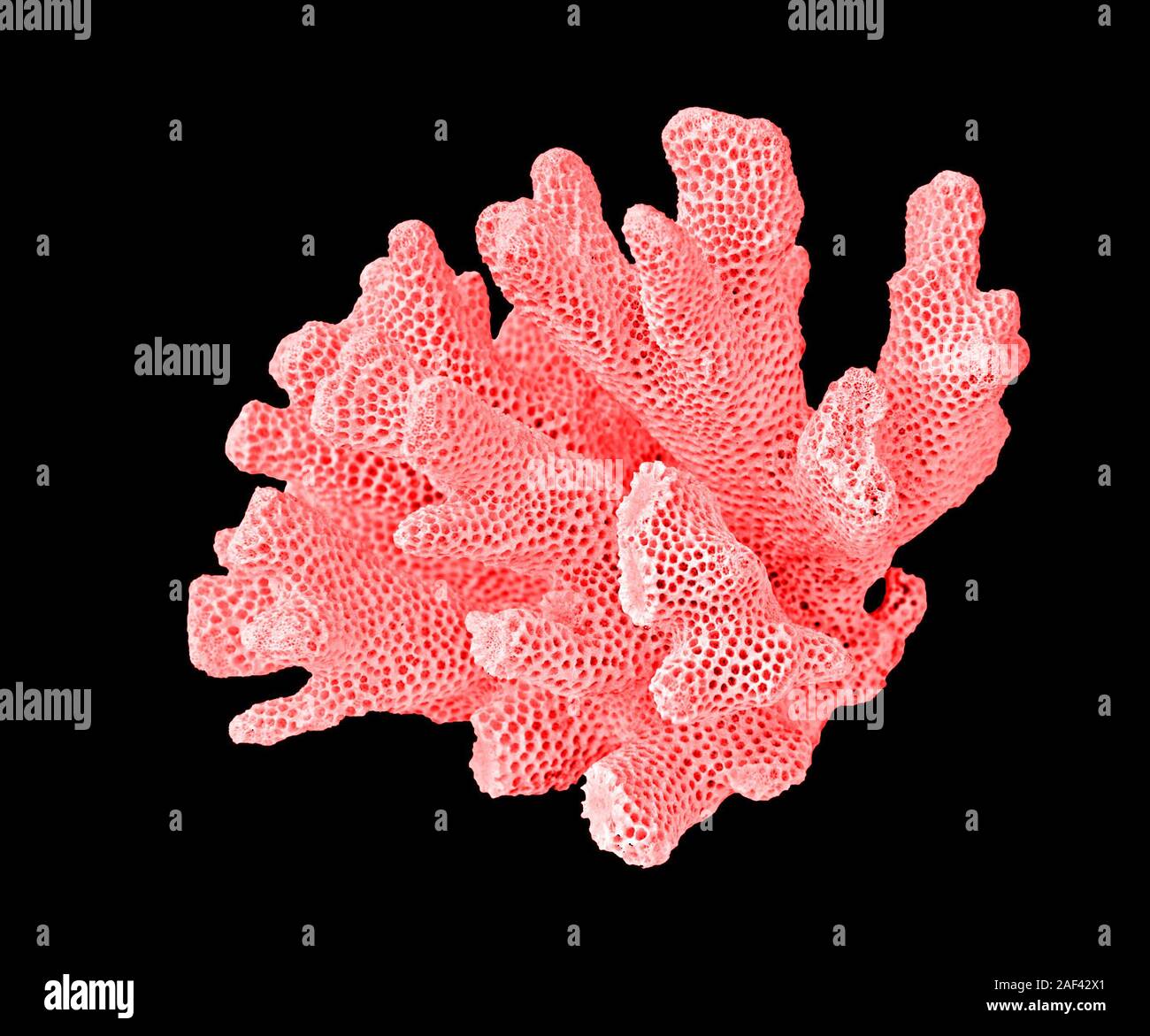 coral isolated on white background Stock Photo - Alamy