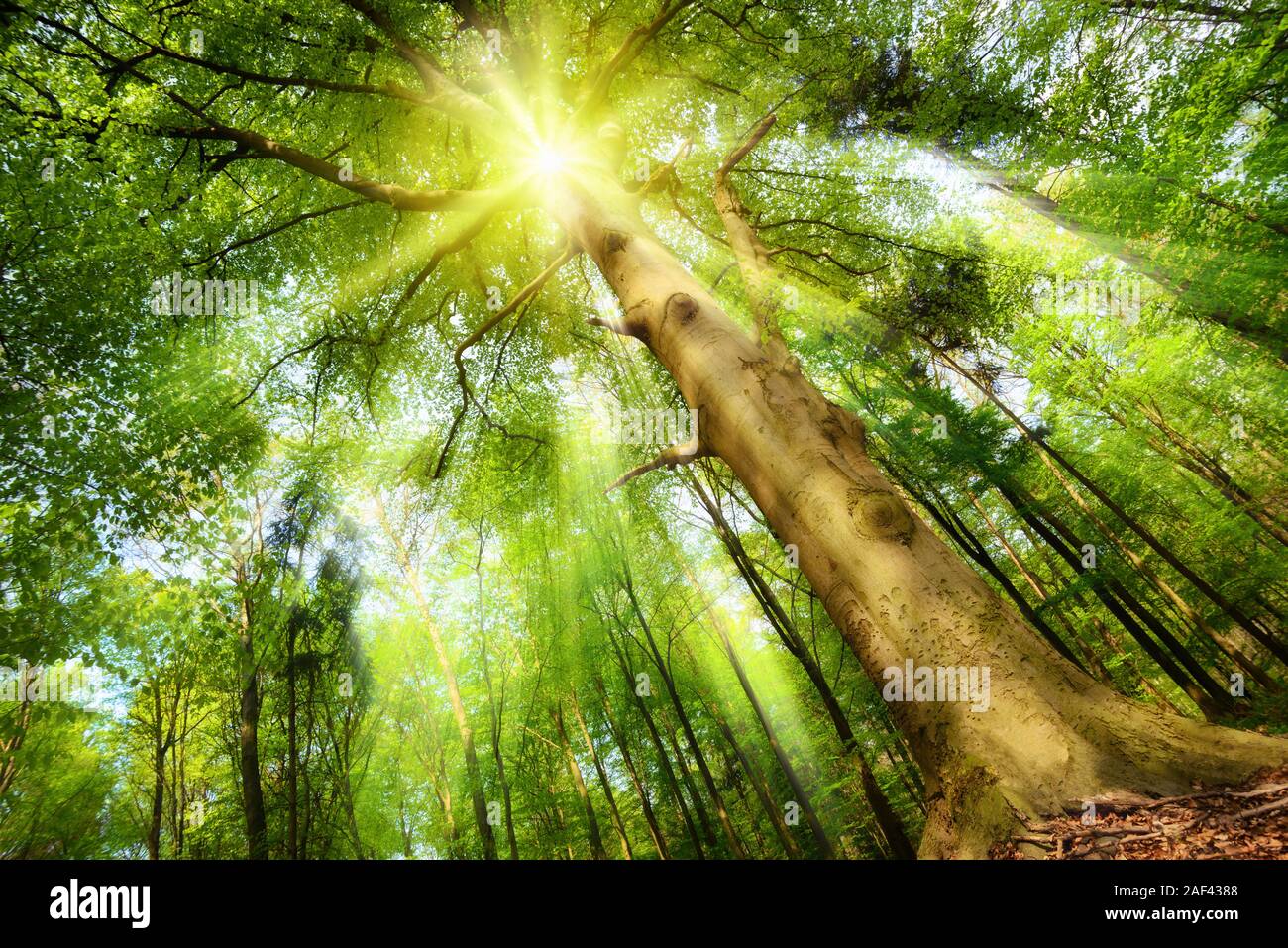 Sun through tall tree hi-res stock photography and images - Alamy