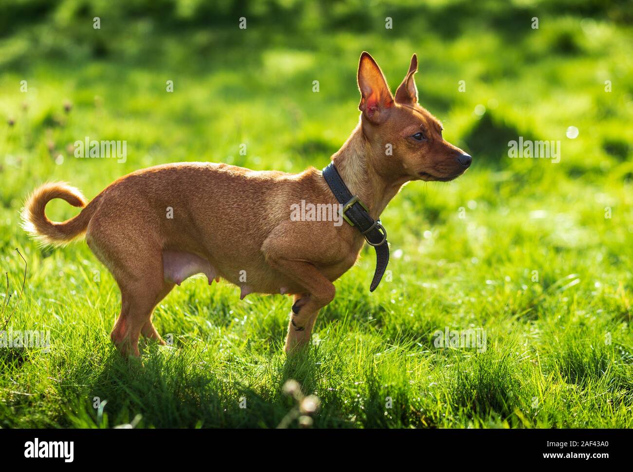 Blue Fawn Miniature Pinscher