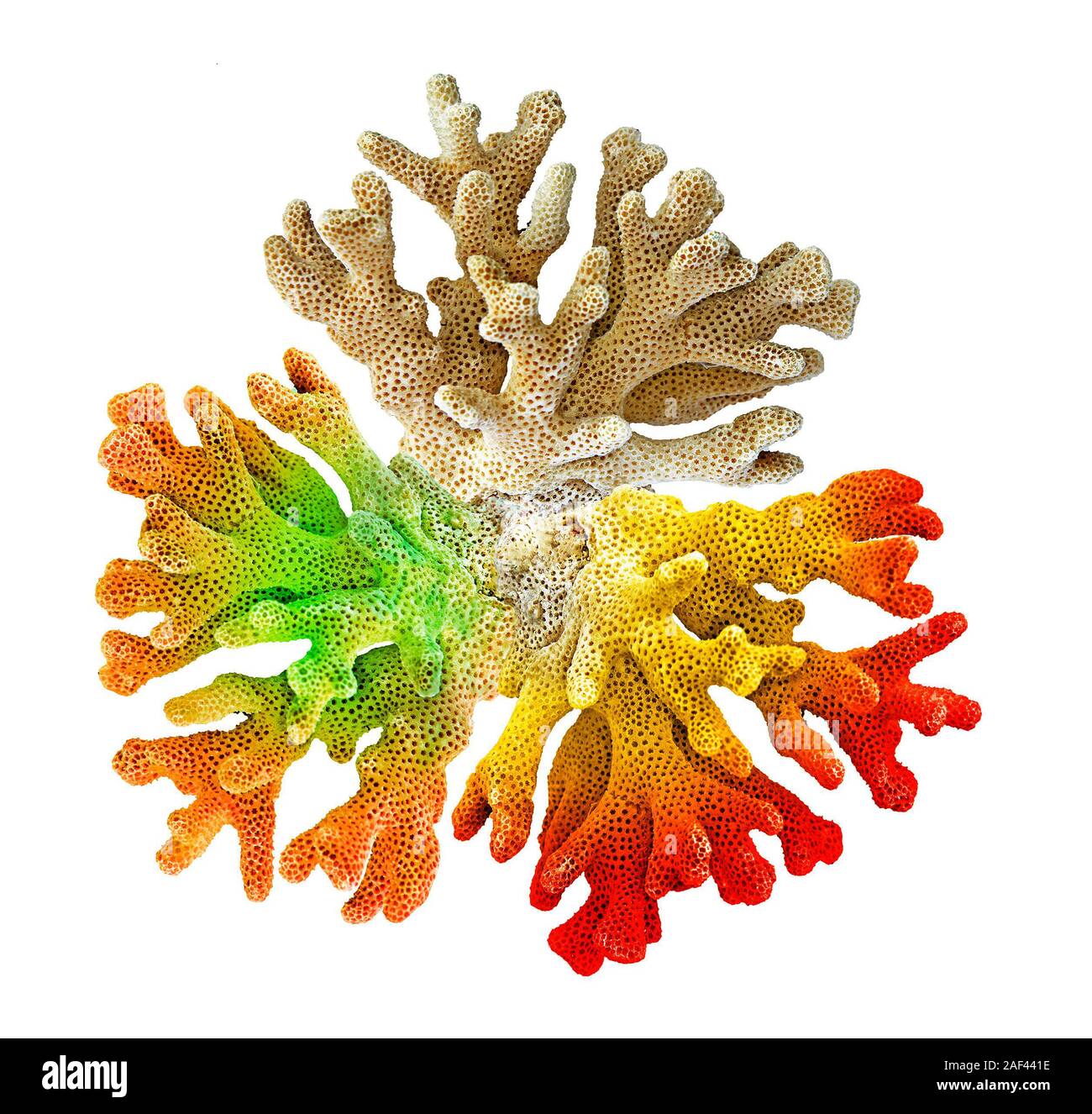 Coral isolated on white background Stock Photo - Alamy