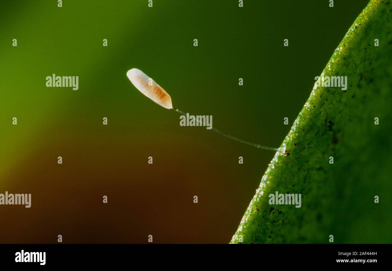 Lacewing larvae hi-res stock photography and images - Alamy