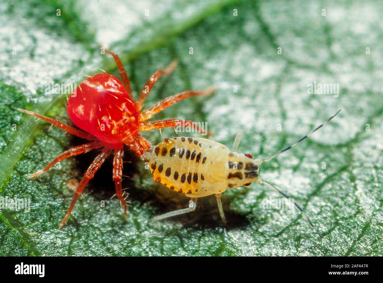 Whirligig Mite, Anystis sp. eating an aphid Stock Photo - Alamy