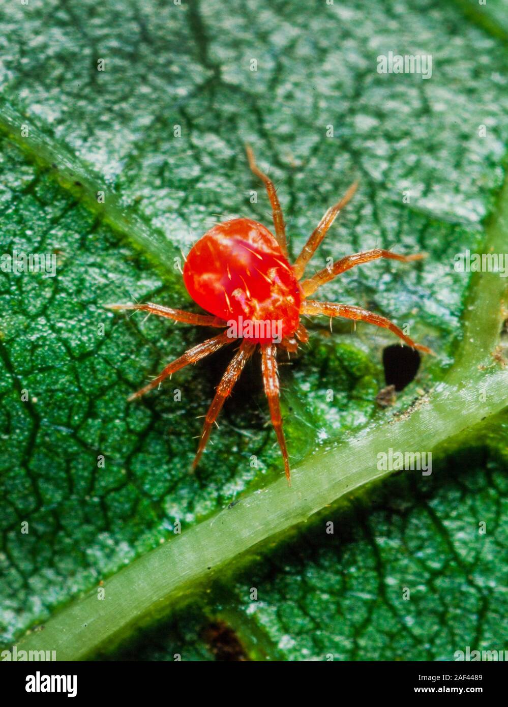 Predatory mite hi-res stock photography and images - Alamy