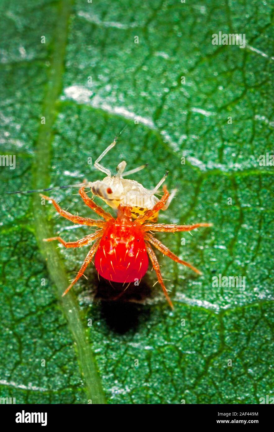 Predatory mite hi-res stock photography and images - Alamy