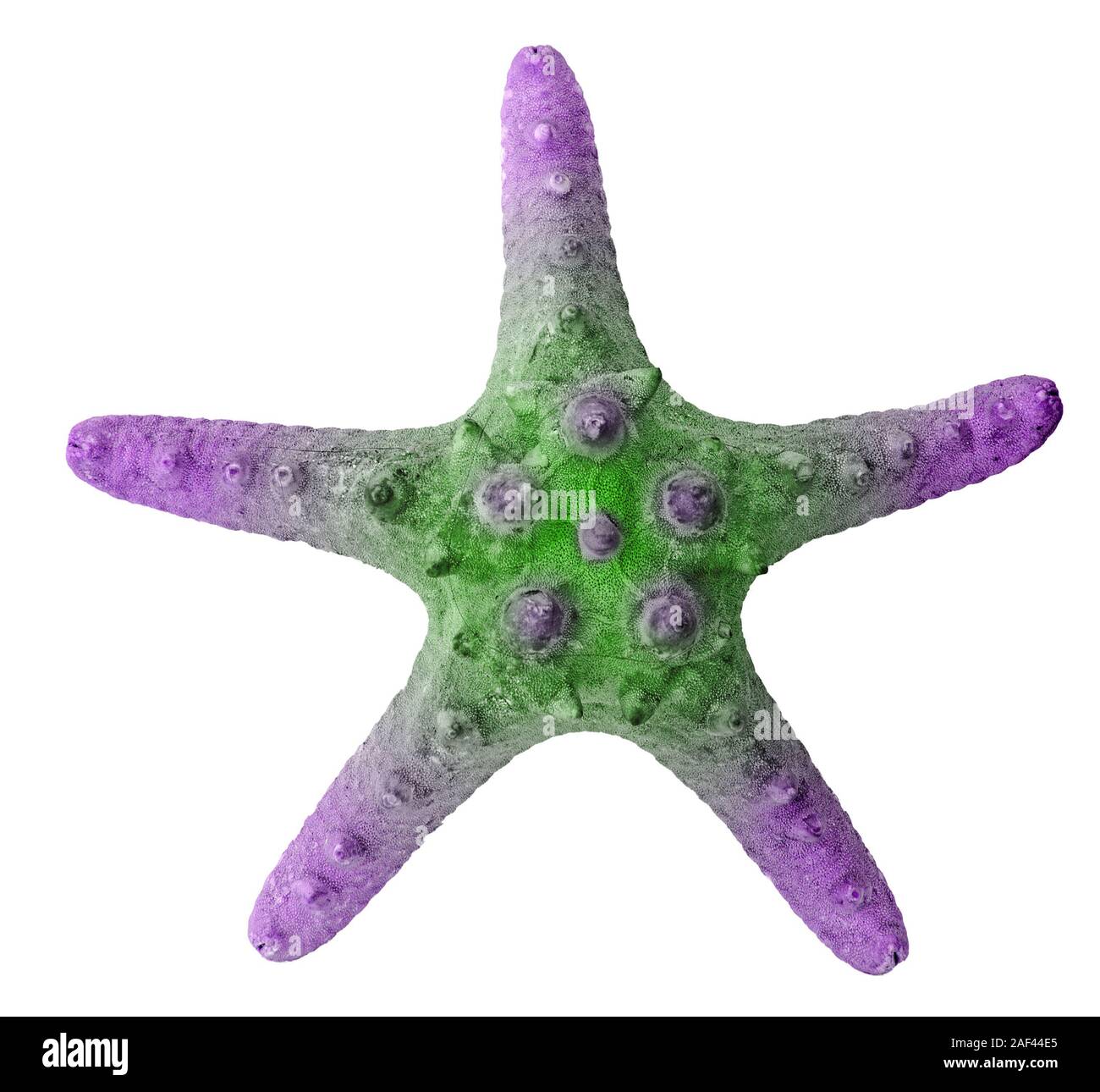 Close up of starfish hi-res stock photography and images - Alamy