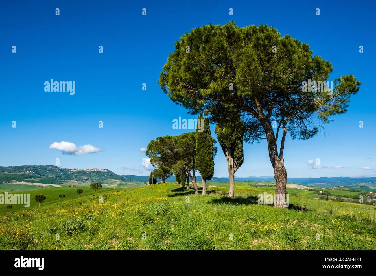 Pine trees in tuscany hi-res stock photography and images - Alamy