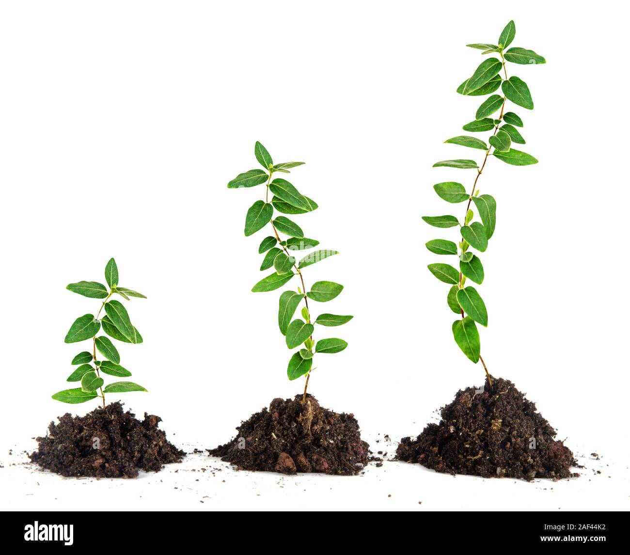 Saplings on white background Stock Photo - Alamy