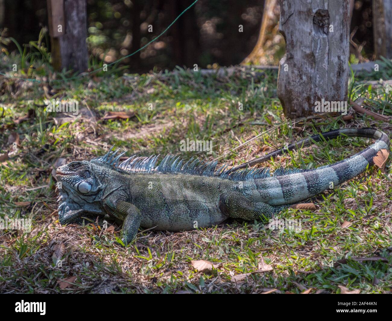 A large, green lizard in the Amazon jungle. Amazonia. Latin America ...