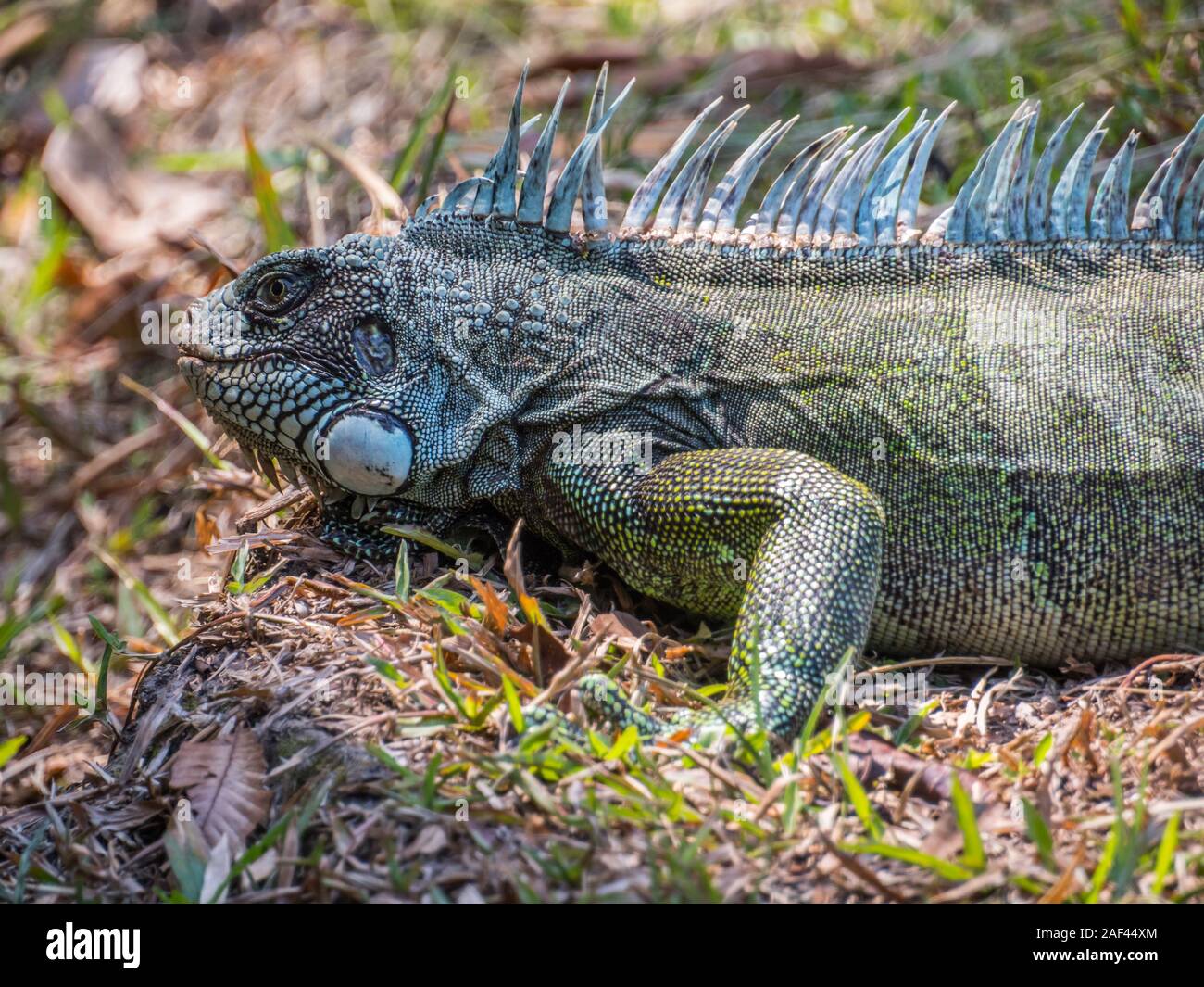 A large, green lizard in the Amazon jungle. Amazonia. Latin America ...