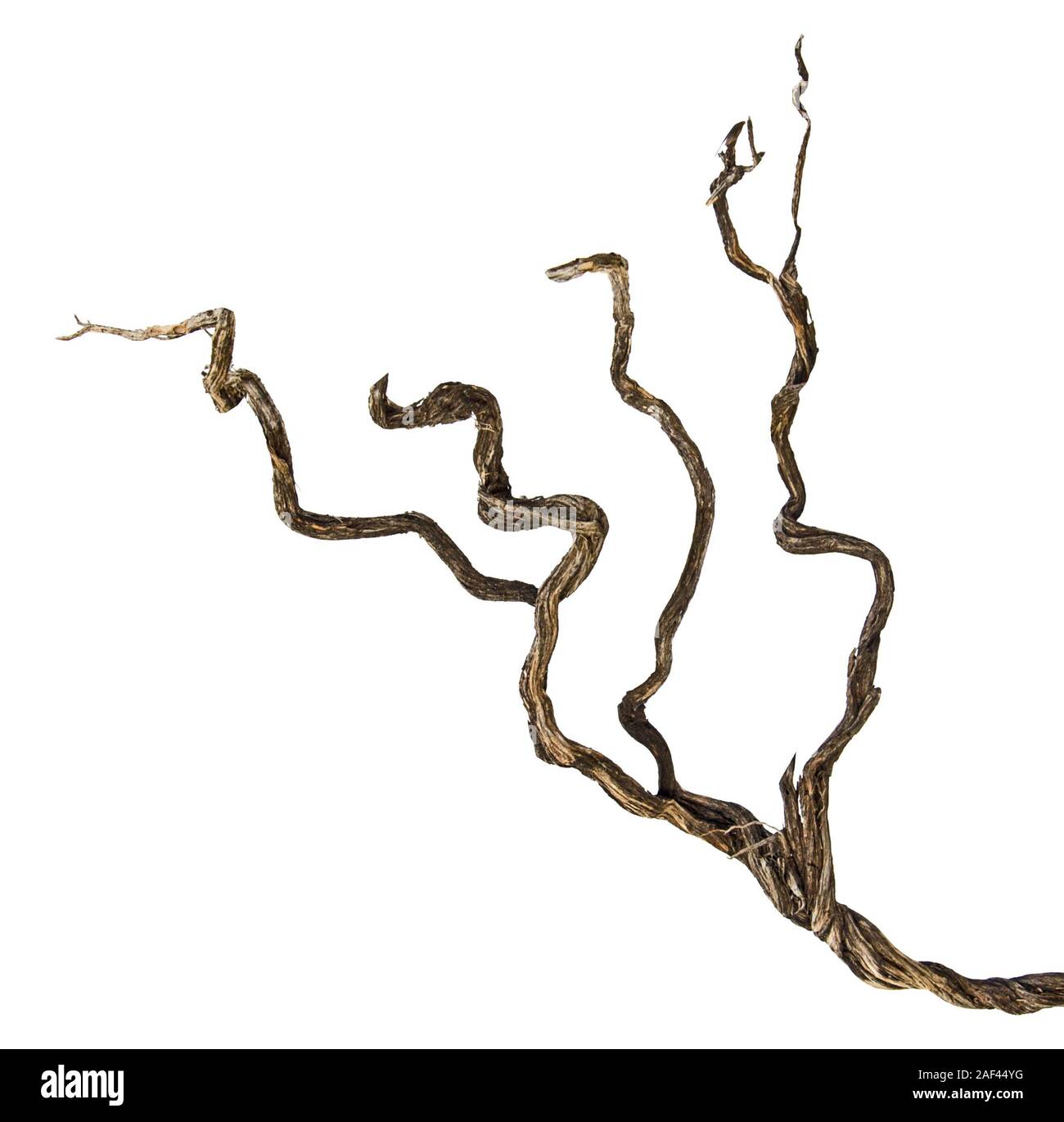 Dry branch hi-res stock photography and images - Alamy