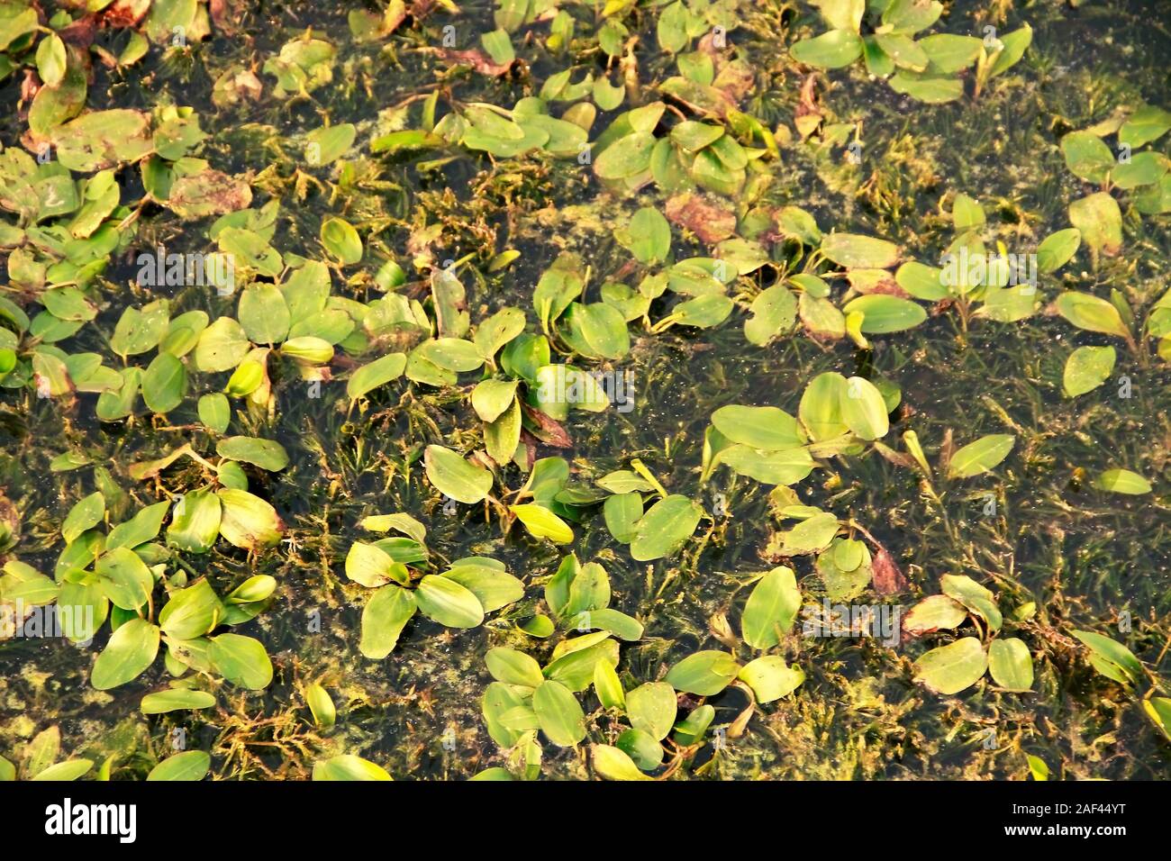 Swamp habitat hi-res stock photography and images - Alamy