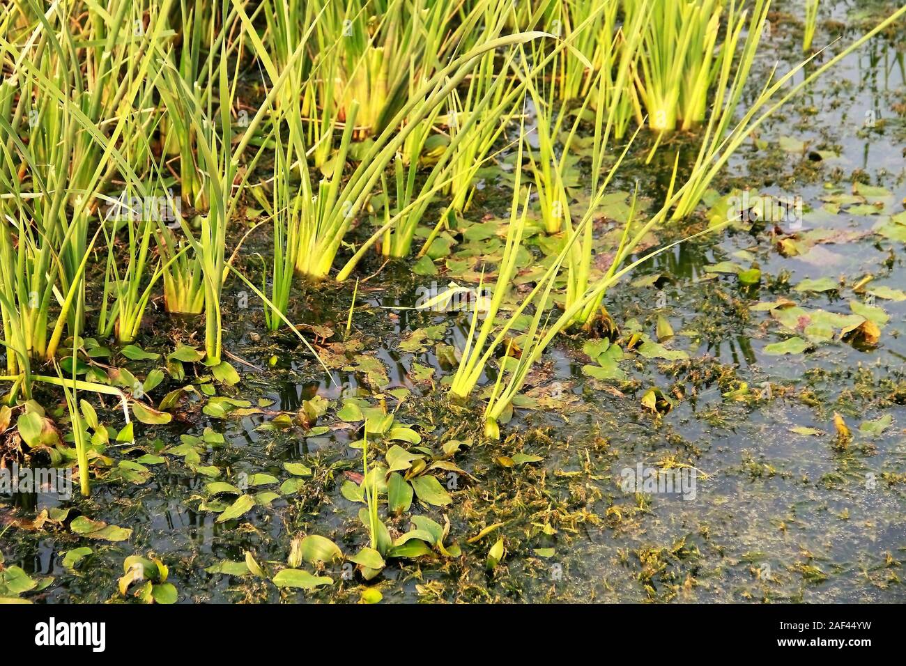Swamp Habitat. An area of low-lying, uncultivated ground where water ...