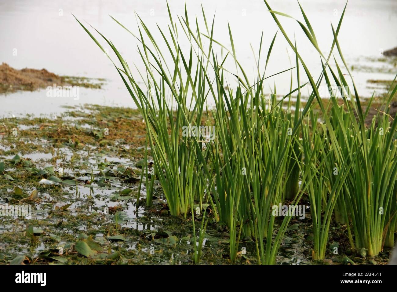Swamp Habitat. An area of low-lying, uncultivated ground where water ...