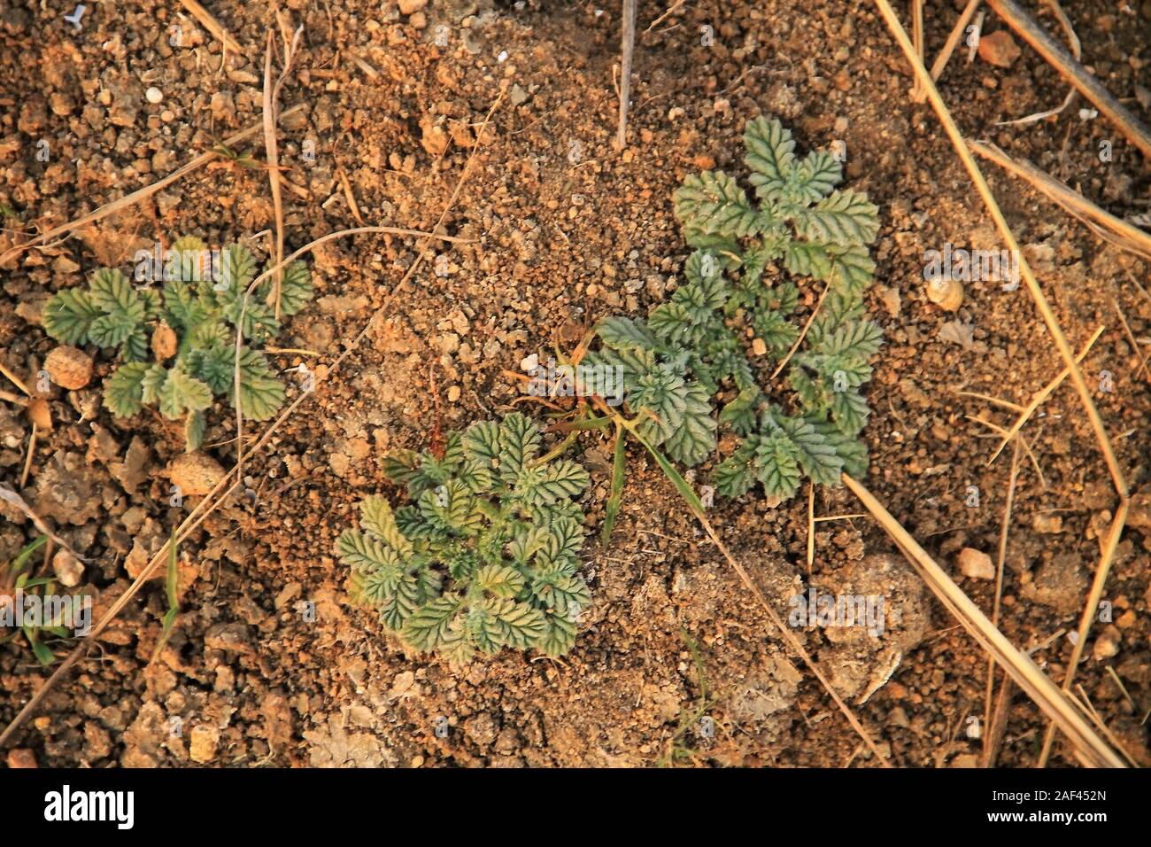 Land scarcity hi-res stock photography and images - Alamy