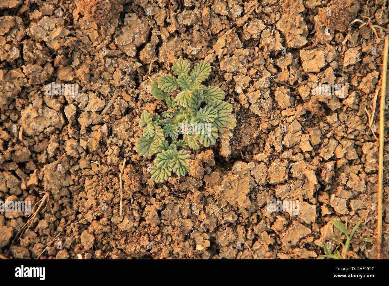 Drylands are characterized by a scarcity of water. Drylands have been ...